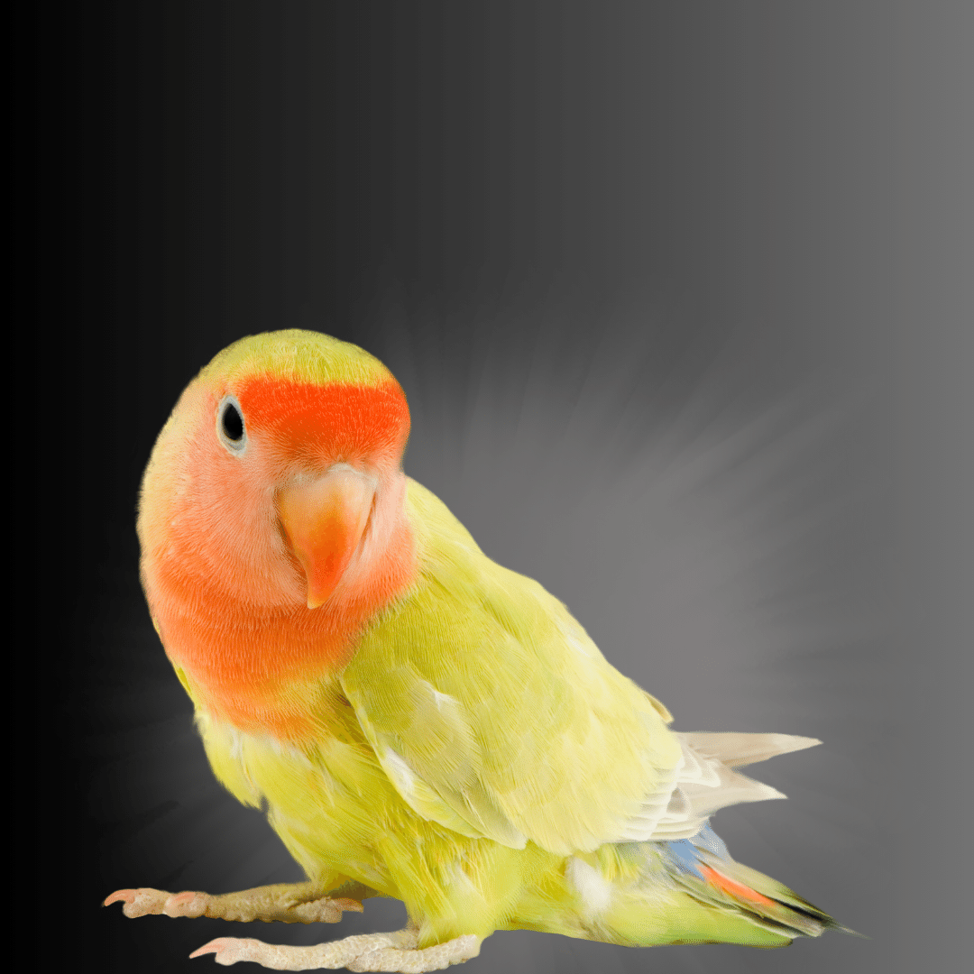 PetMax Pet Supplies & Pet Food Online In Canada | Everyday Low Prices