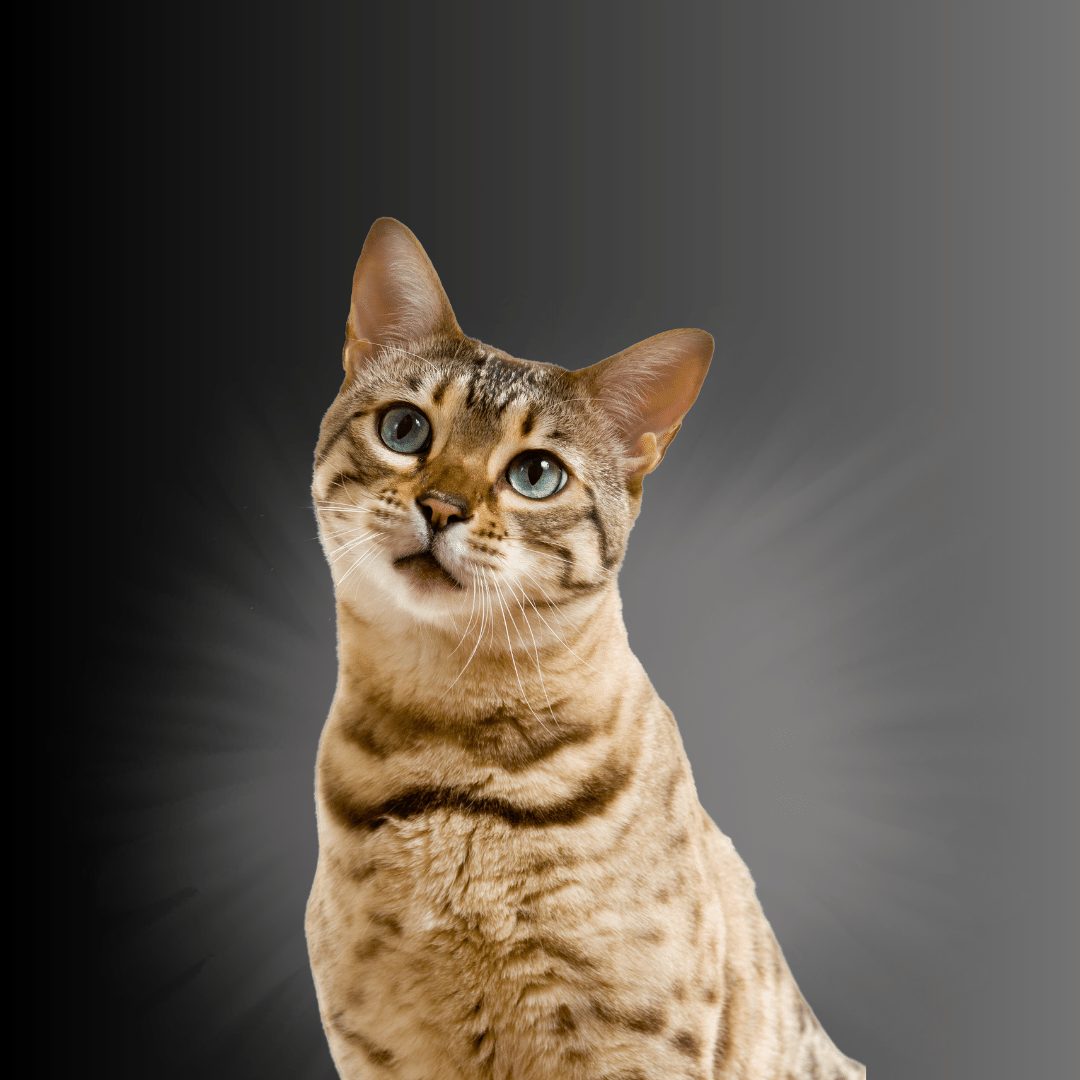 PetMax Pet Supplies & Pet Food Online In Canada | Everyday Low Prices