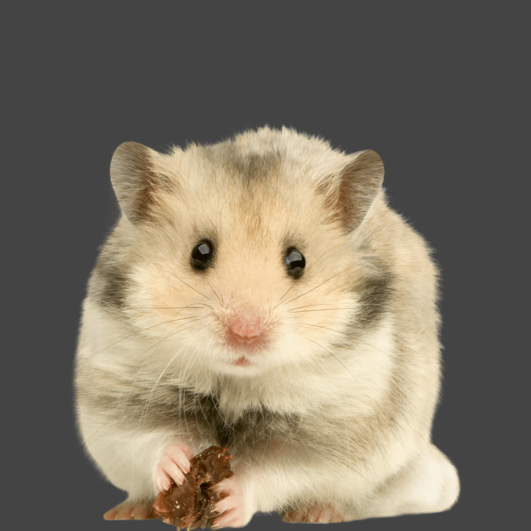 PetMax Pet Supplies & Pet Food Online In Canada | Everyday Low Prices