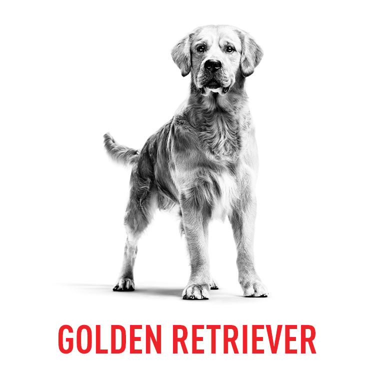 Royal Canin Breed Specific Dog Food Wet and Dry Formulas – PetMax